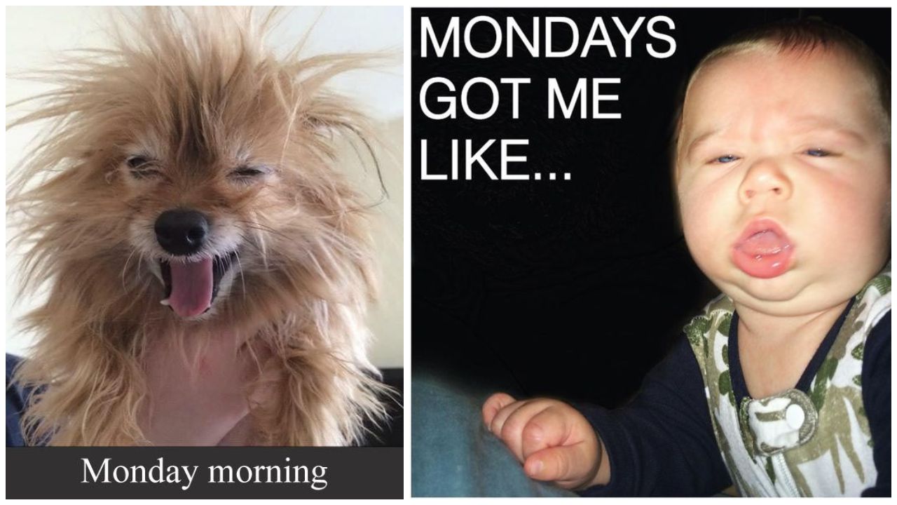 The Most Hysterical Monday Memes for Kids - Easy Family Fun- Print-and ...