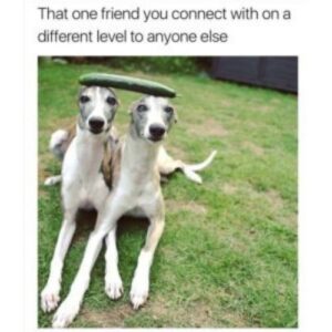 50 Funny Memes for Kids [Family-Friendly]