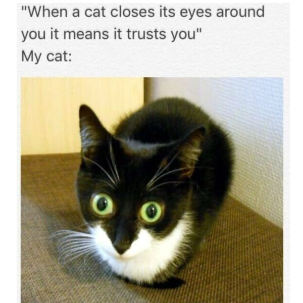 150 Funny Cat Memes For Kids - Easy Family Fun- Print-and-Play Family ...
