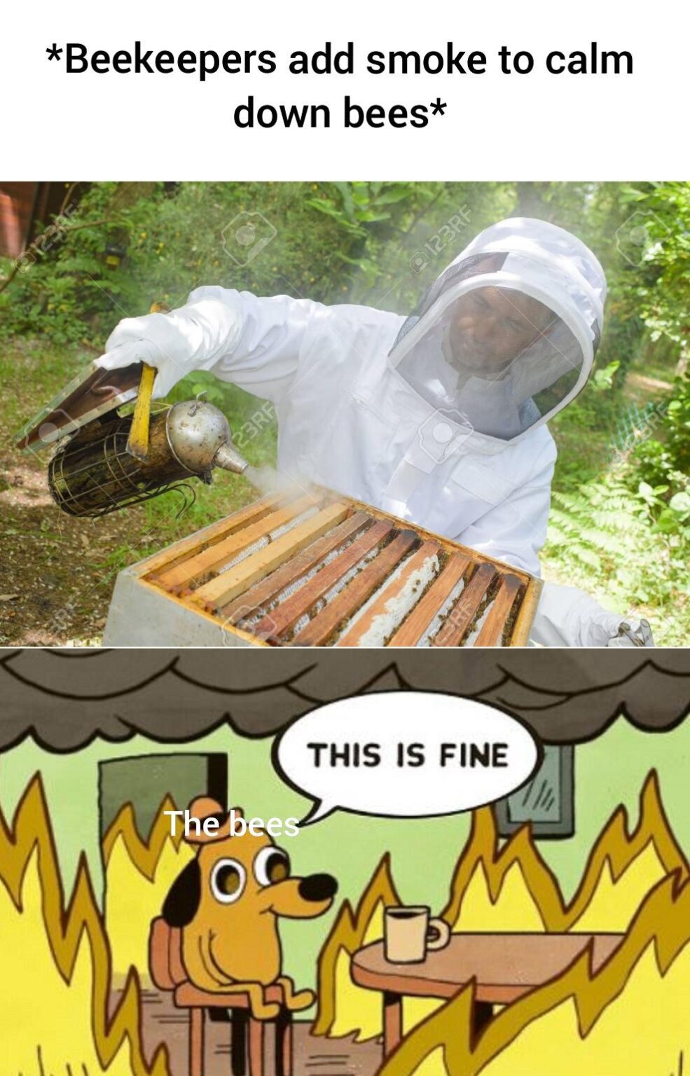 55 Beekeeper Memes - Easy Family Fun- Games, Trivia, and Jokes