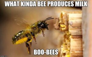 55 Beekeeper Memes - Easy Family Fun- Games, Trivia, and Jokes