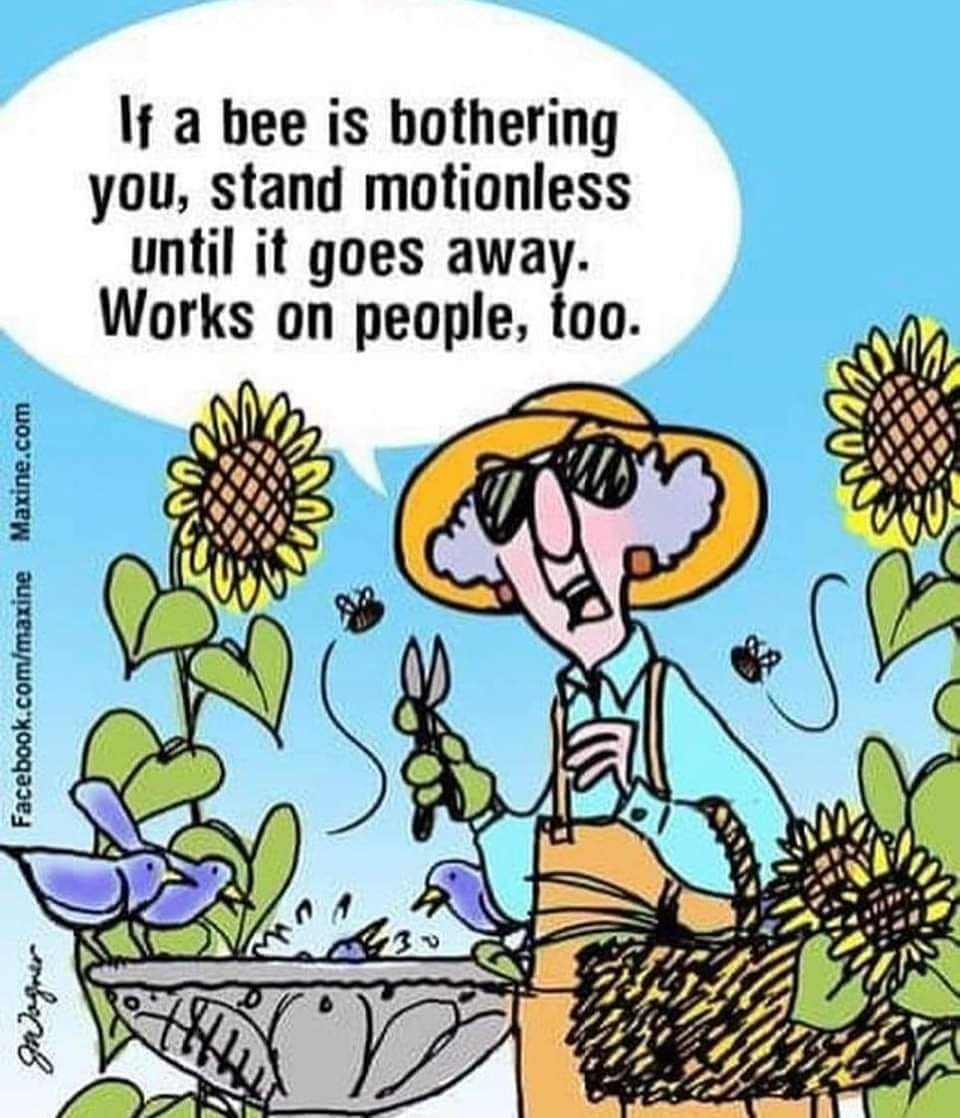 55 Beekeeper Memes - Easy Family Fun- Games, Trivia, and Jokes