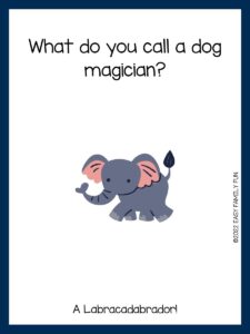 200 Zoo Jokes For Kids That Will Make You Rawr