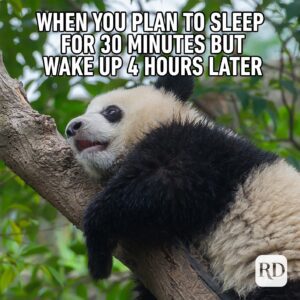 145 Animal Memes That Will Make You Laugh Hysterically