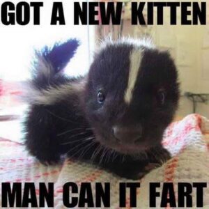 145 Animal Memes That Will Make You Laugh Hysterically