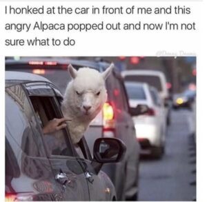 145 Animal Memes That Will Make You Laugh Hysterically
