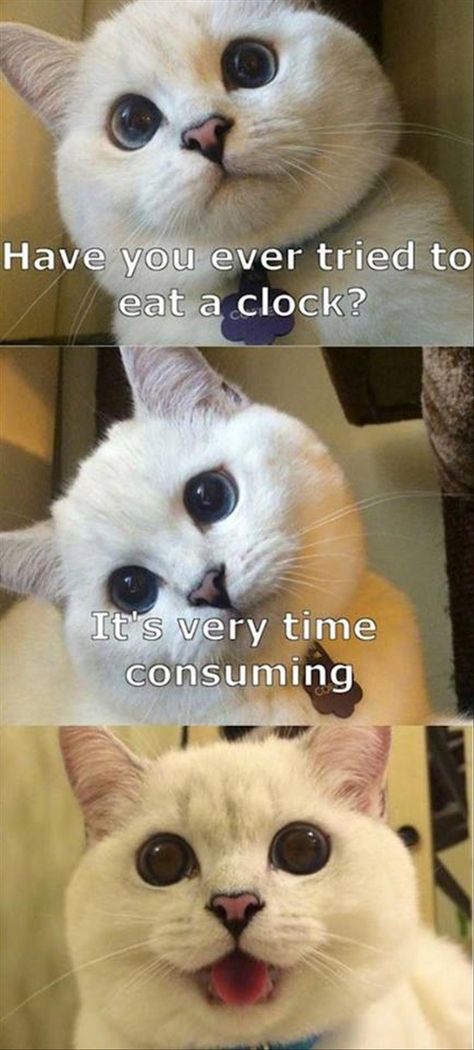145 Animal Memes That Will Make You Laugh Hysterically