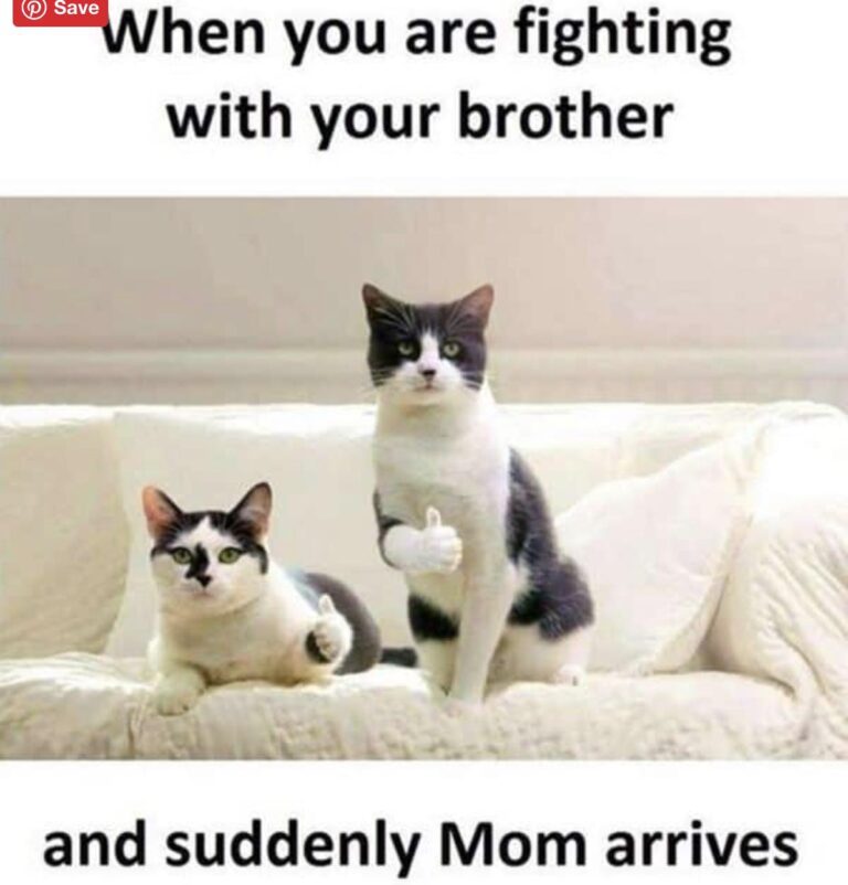 145 Animal Memes That Will Make You Laugh Hysterically