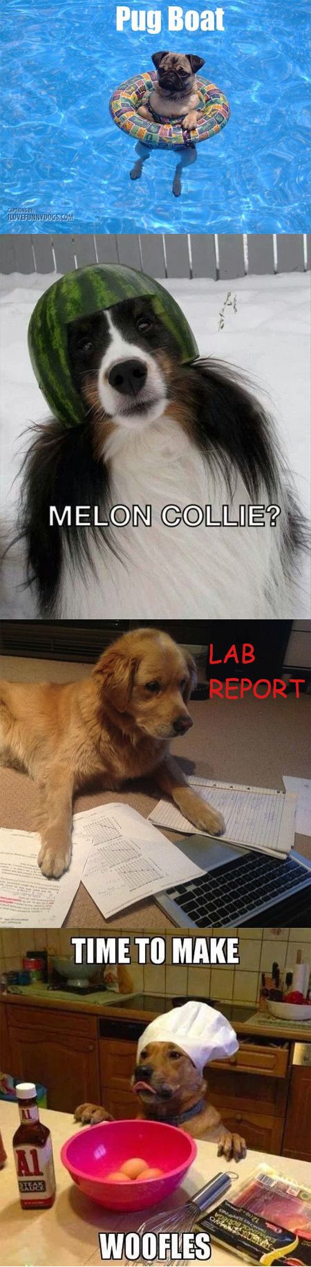 145 Animal Memes That Will Make You Laugh Hysterically