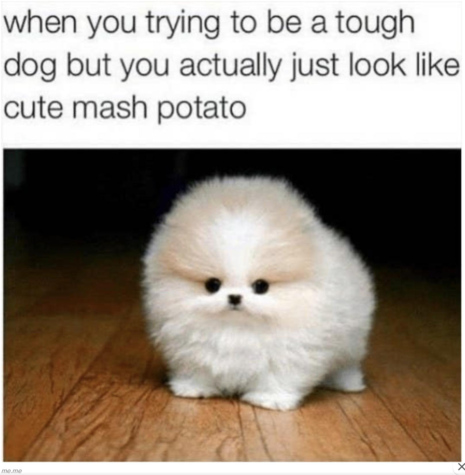 145 Animal Memes That Will Make You Laugh Hysterically
