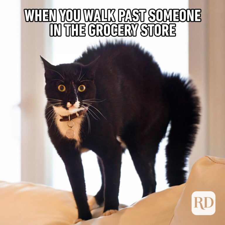 145 Animal Memes That Will Make You Laugh Hysterically