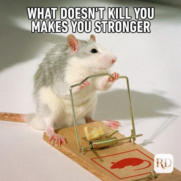 145 Animal Memes That Will Make You Laugh Hysterically
