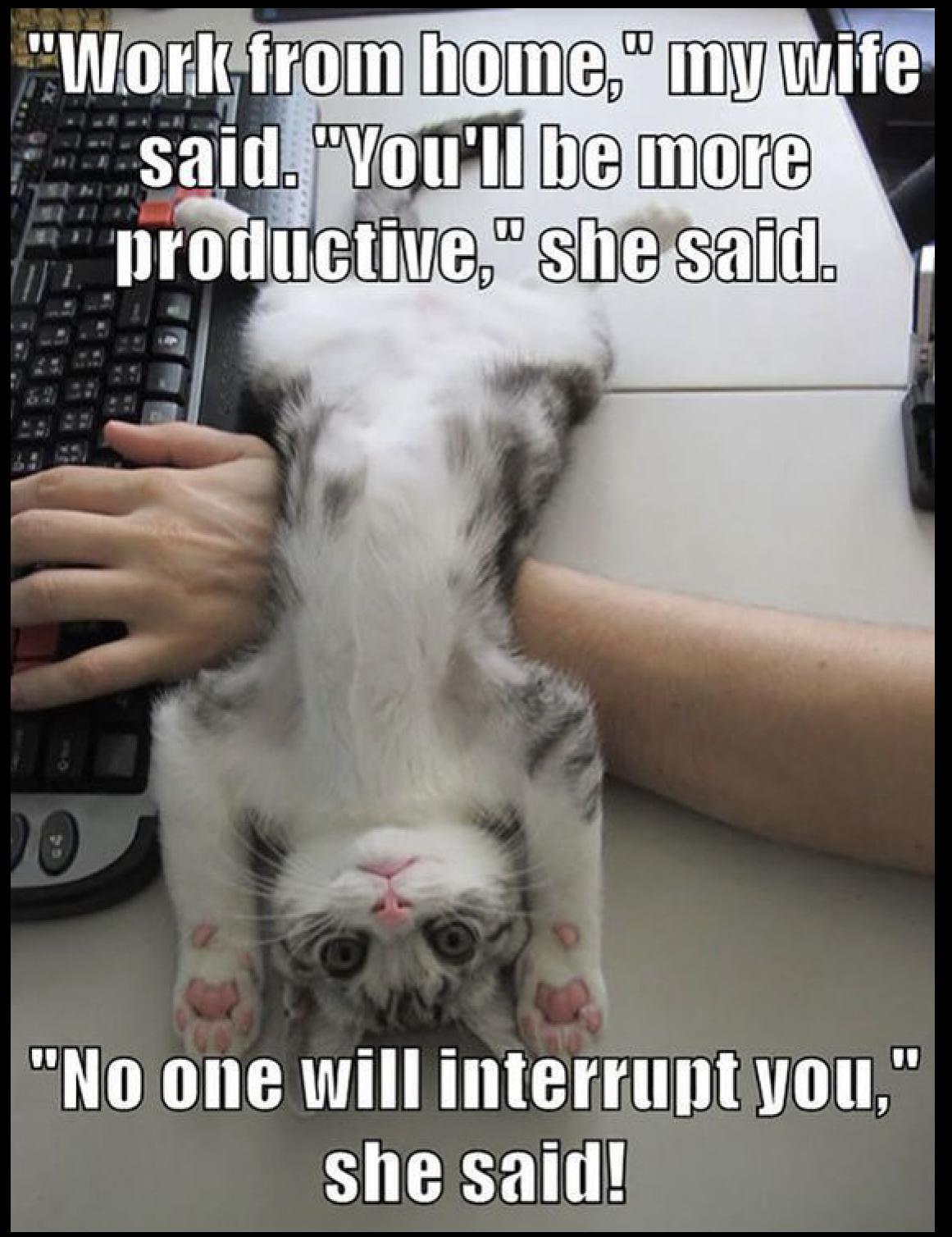 145 Animal Memes That Will Make You Laugh Hysterically