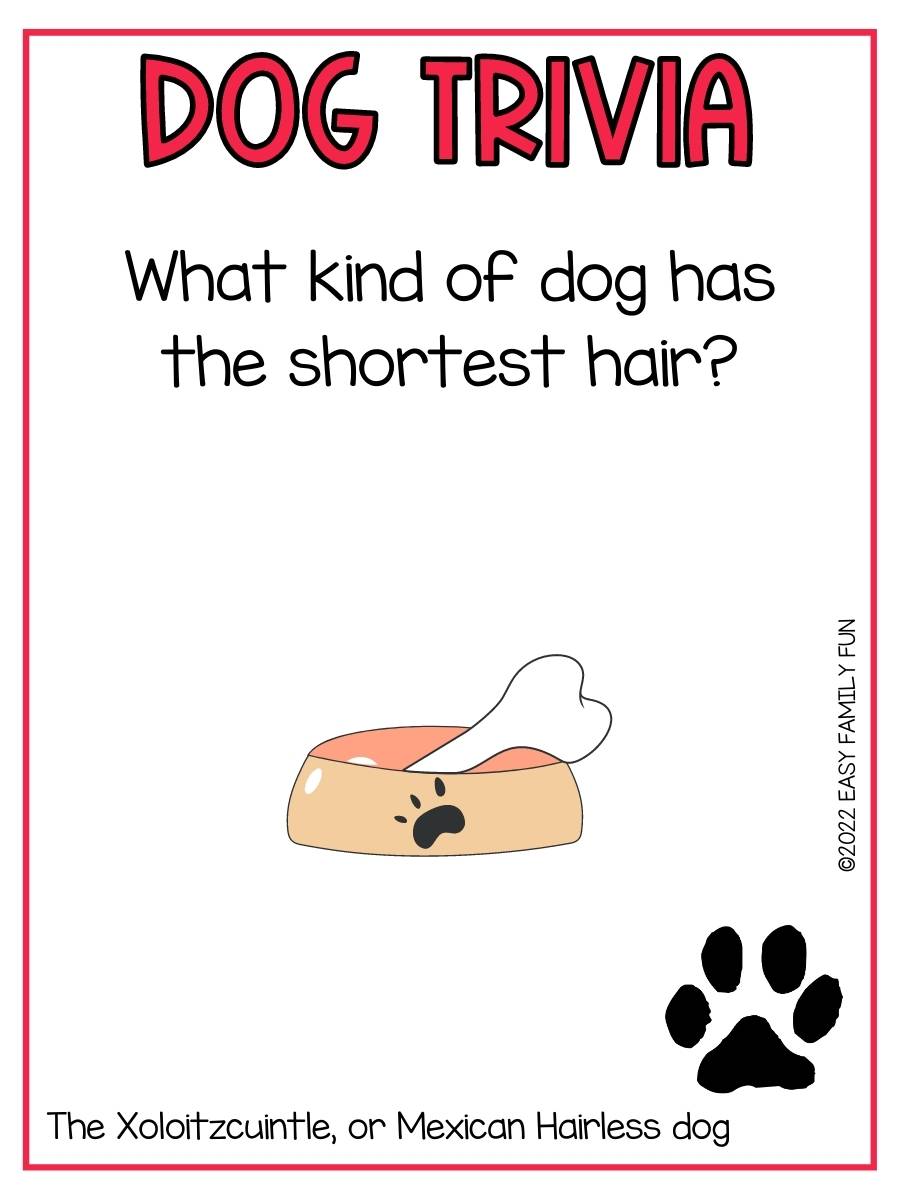 The Best Dog Trivia Questions with Answers