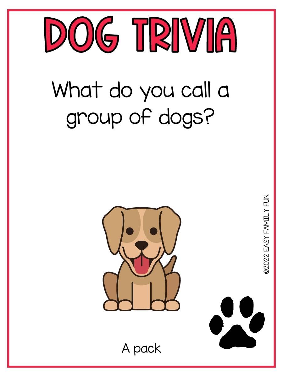 The Best Dog Trivia Questions with Answers