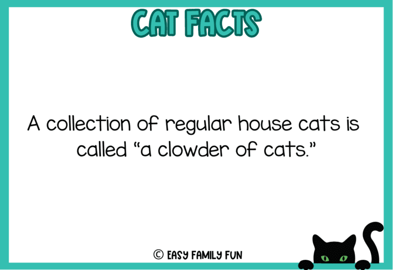 100 Purr-fectly Delightful Facts About Cats