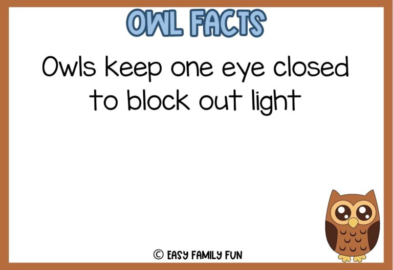 87 Fascinating Facts About Owls