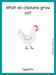 100+ Best Chicken Jokes That Make You Cluck With Laughter