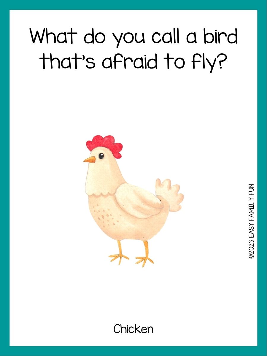 100+ Best Chicken Jokes That Make You Cluck With Laughter