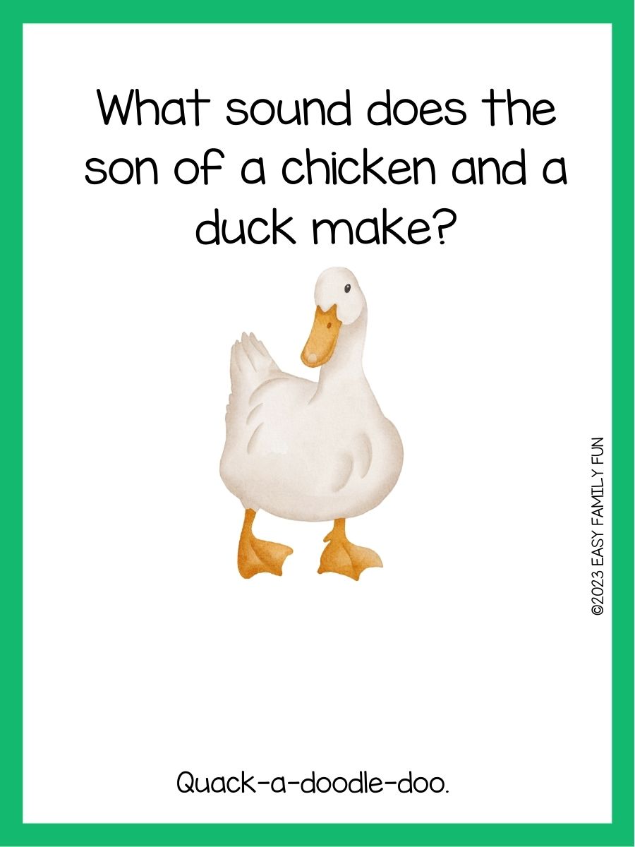 125 Duck Jokes That Make You Quack With Laughs