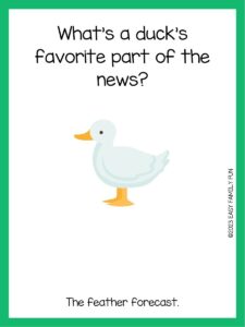 125 Duck Jokes That Make You Quack With Laughs