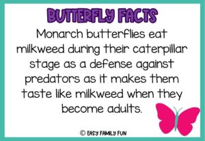 50 Fascinating Facts About Butterflies