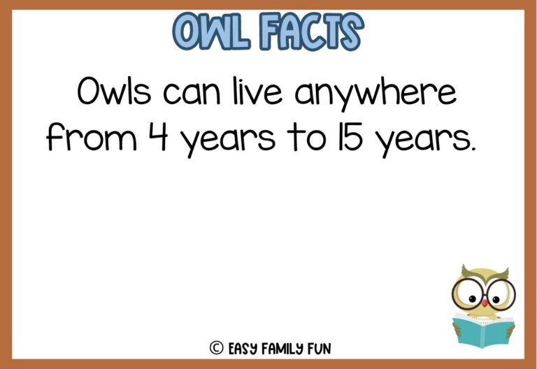 87 Fascinating Facts About Owls