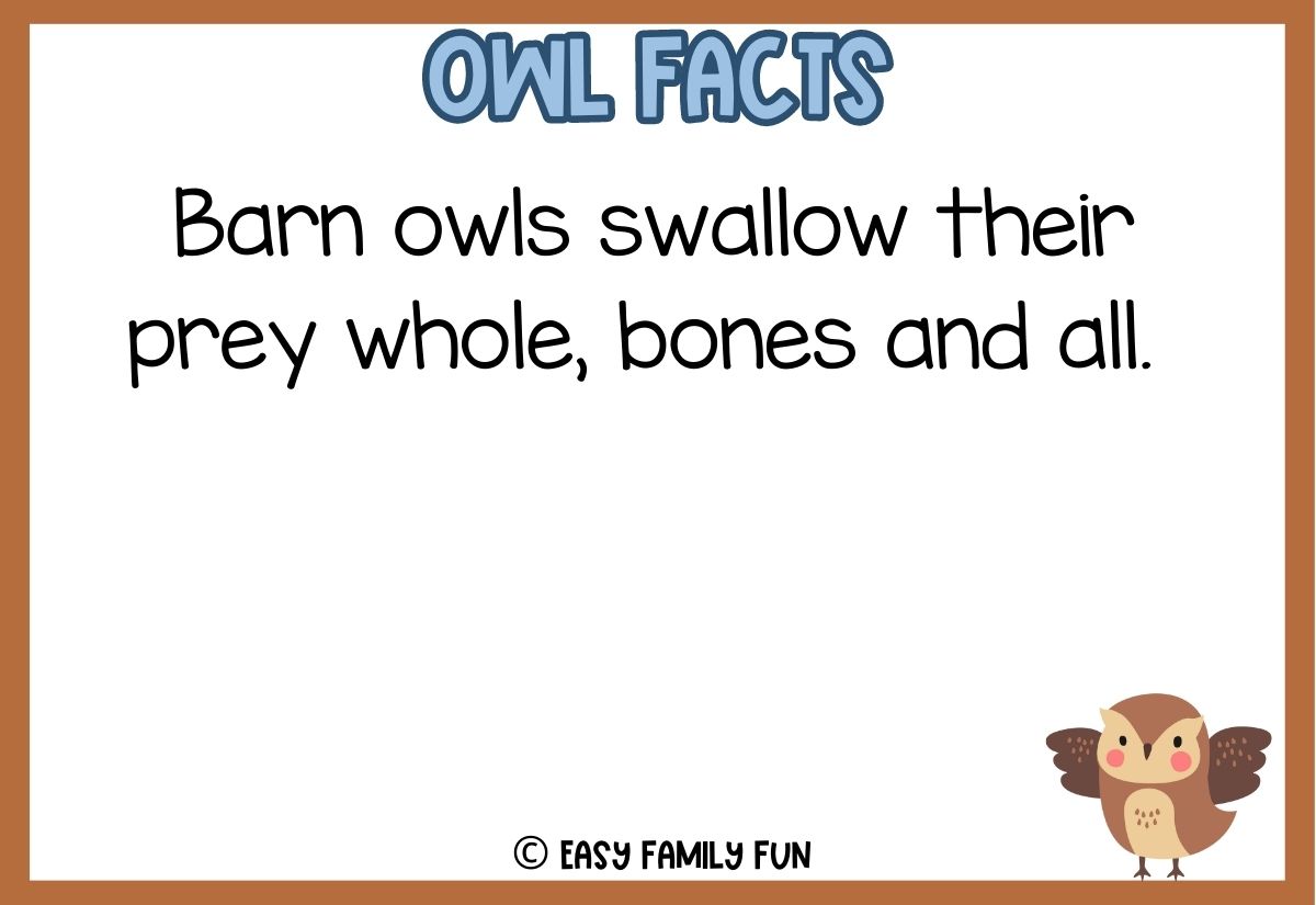 87 Fascinating Facts About Owls