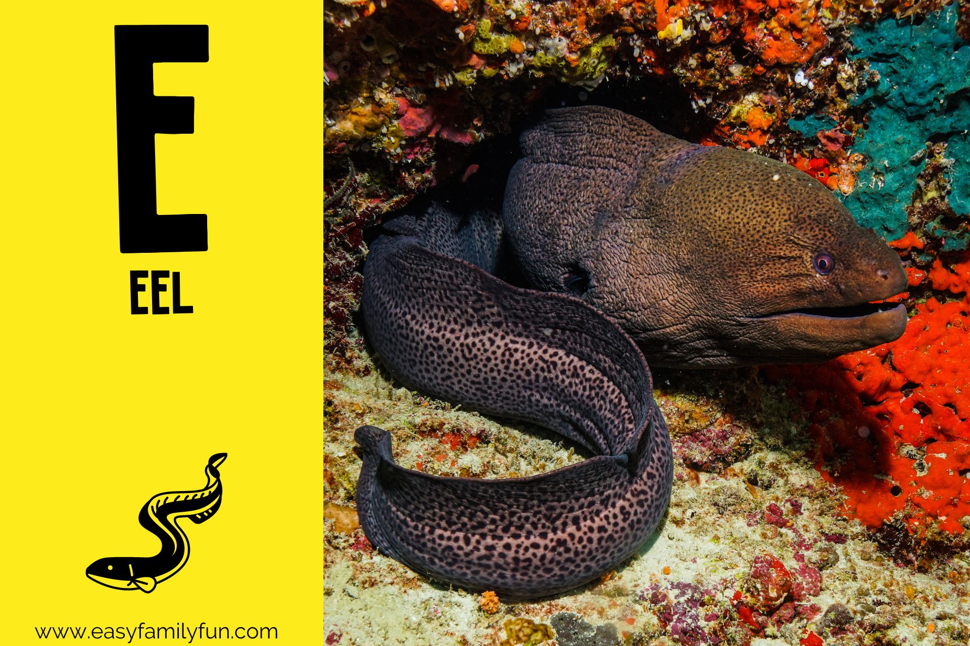 119 Intriguing Animals that Begin with E