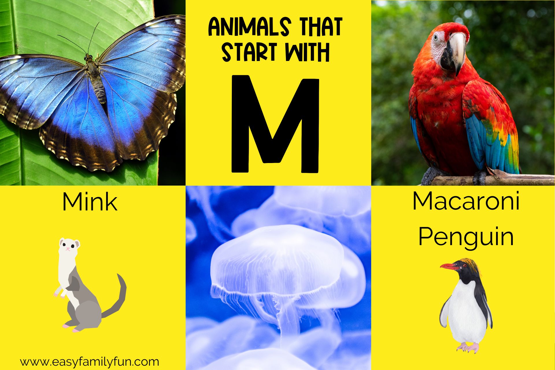 Animals That Start With M