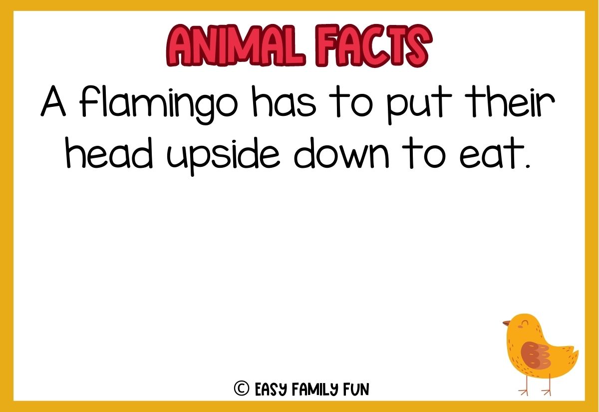 100 Weird Facts About Animals for Kids