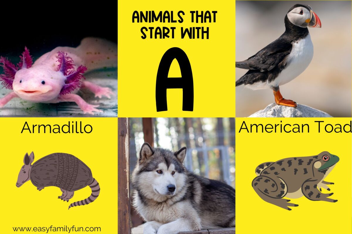 190 Amazing Animals that Start with A