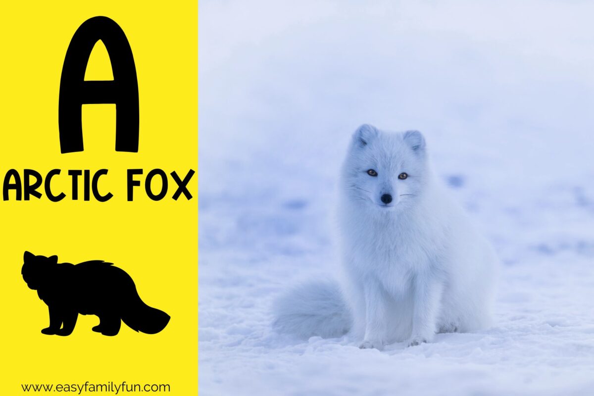 190 Amazing Animals that Start with A