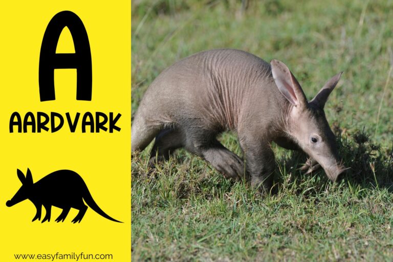 190 Amazing Animals that Start with A