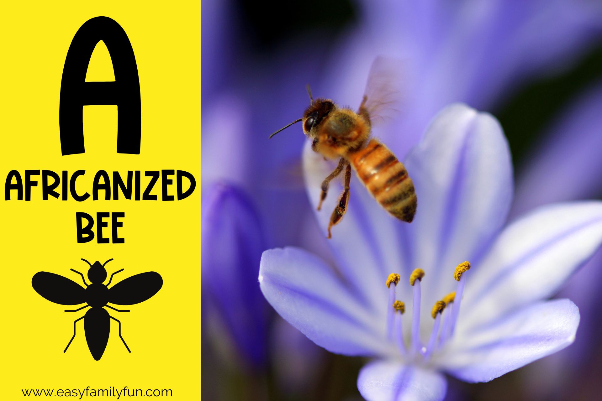 190 Amazing Animals that Start with A