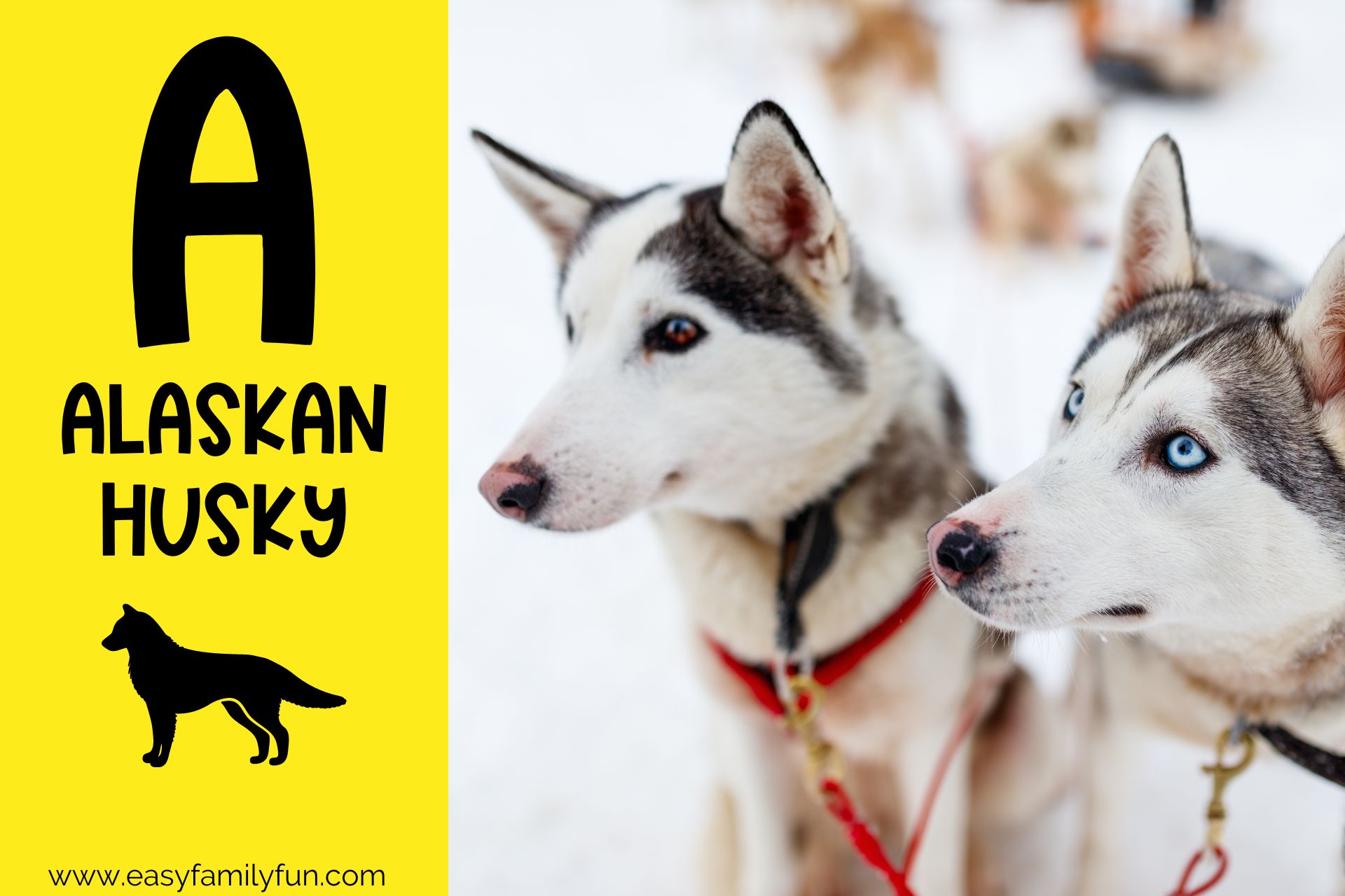 190 Amazing Animals that Start with A