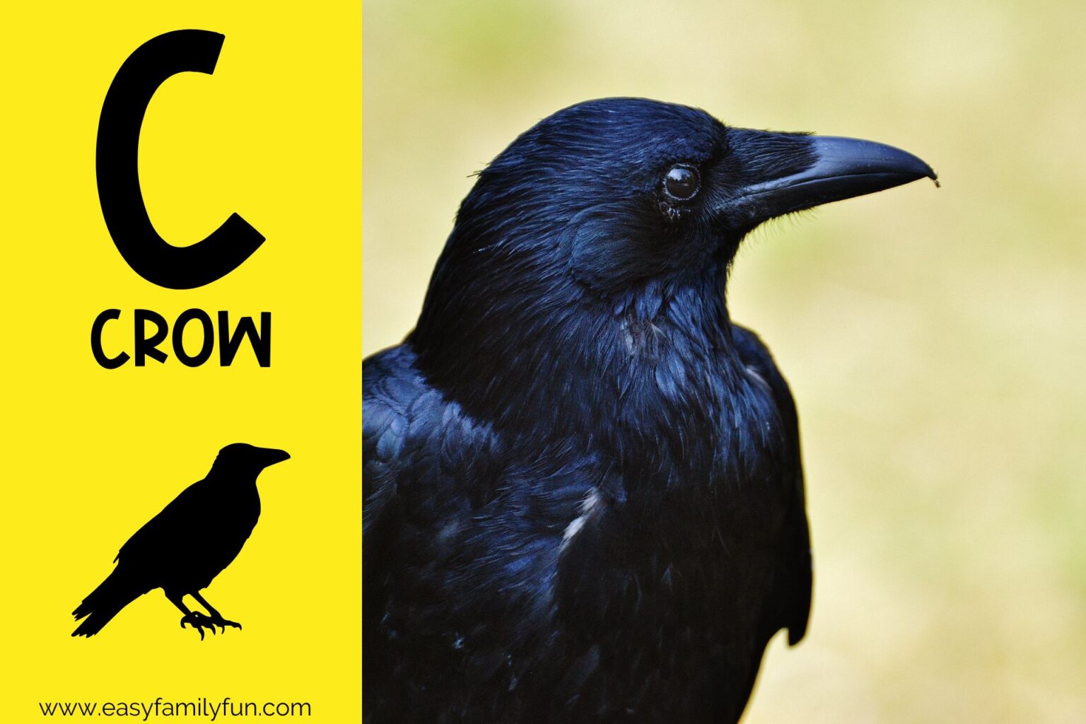 236 Captivating Animals that Begin with C