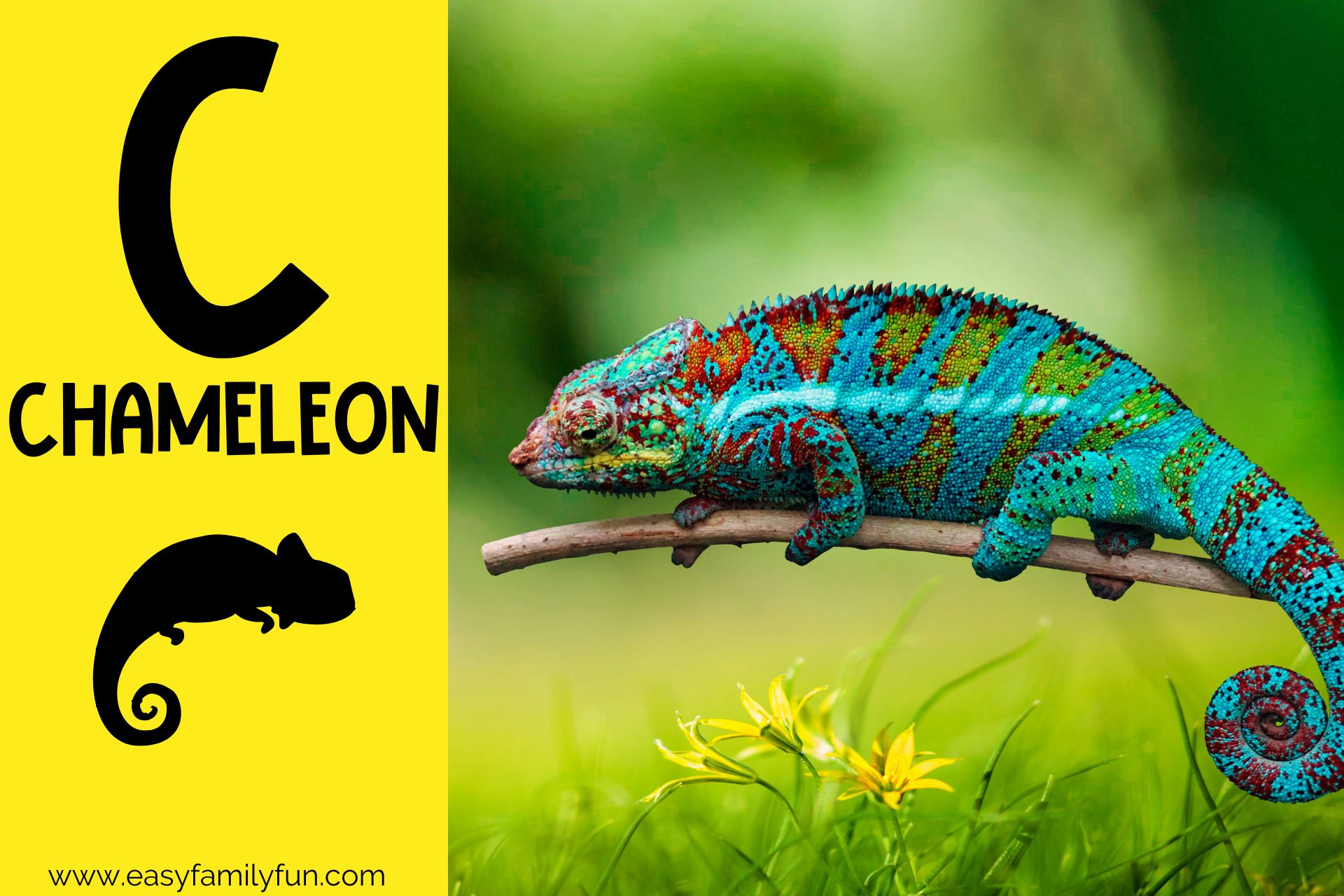 236 Captivating Animals that Begin with C