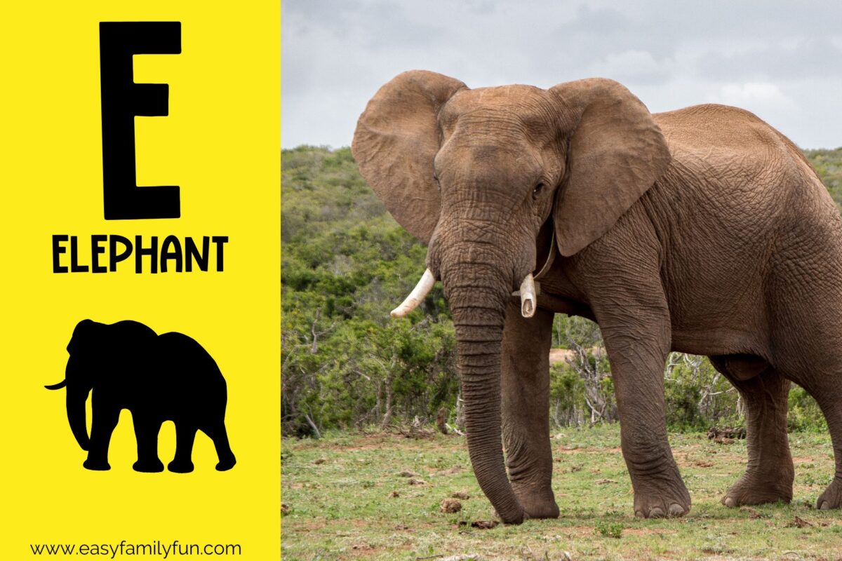 119 Intriguing Animals that Begin with E