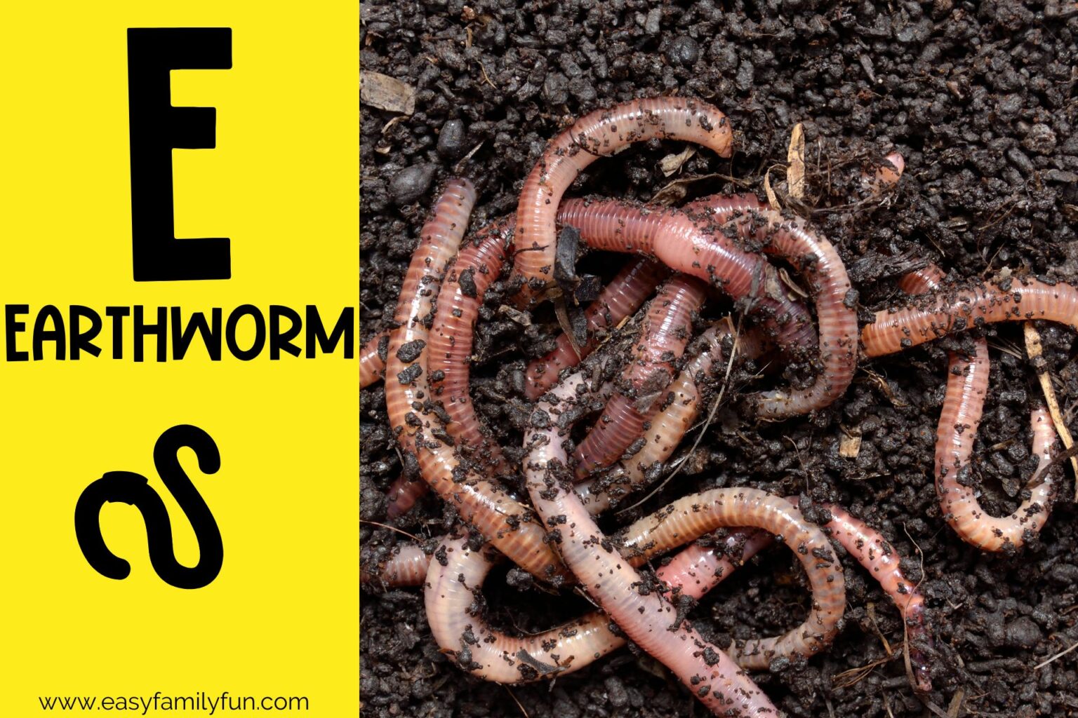 119 Intriguing Animals that Begin with E