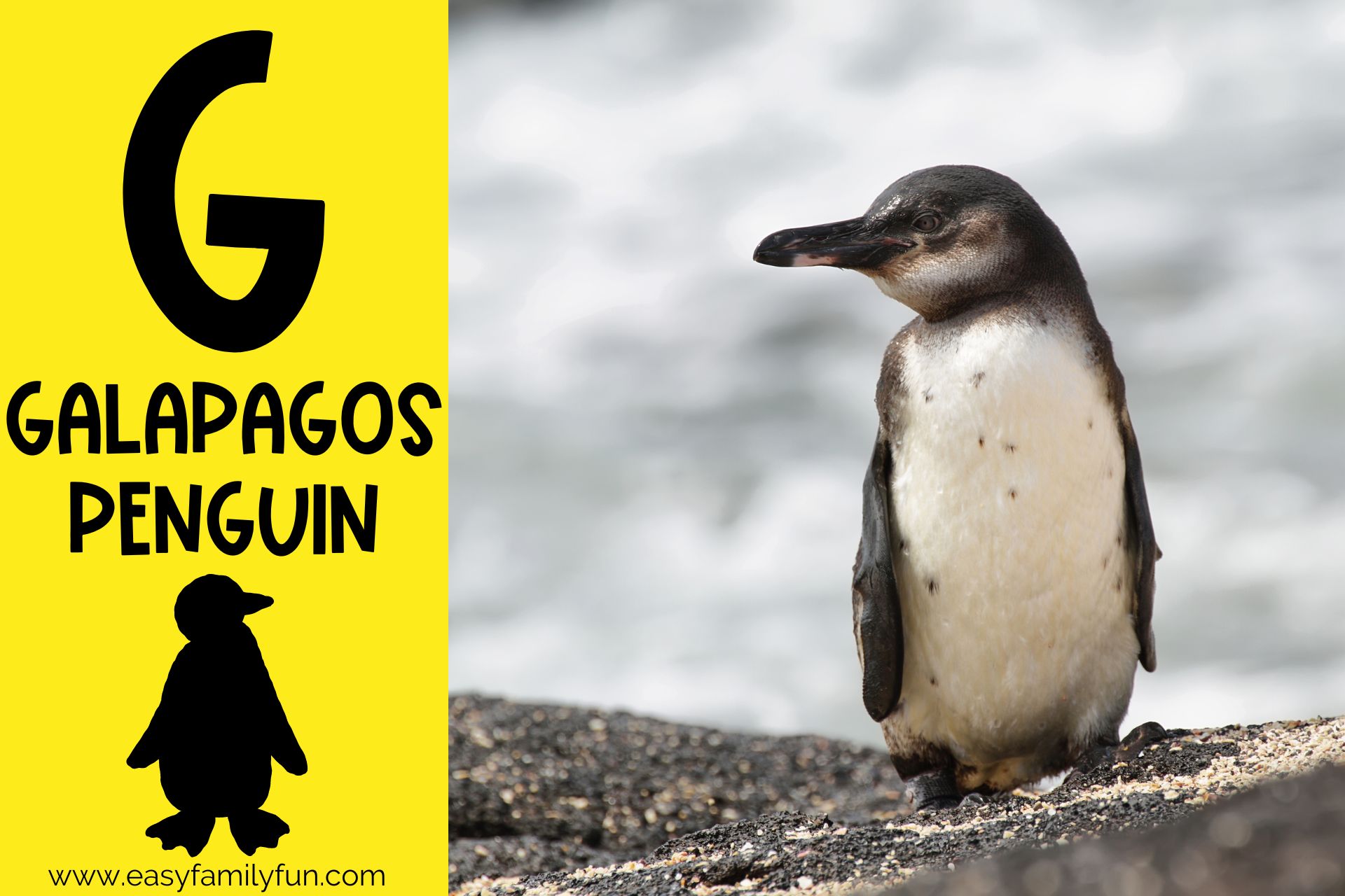 180 Fascinating Animals that Begin with G