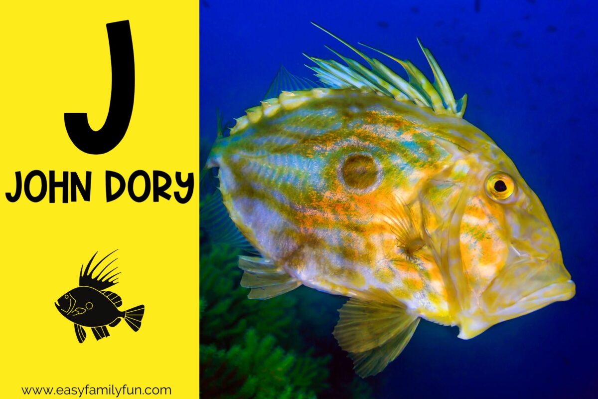 122 Exciting Animals that Begin with J