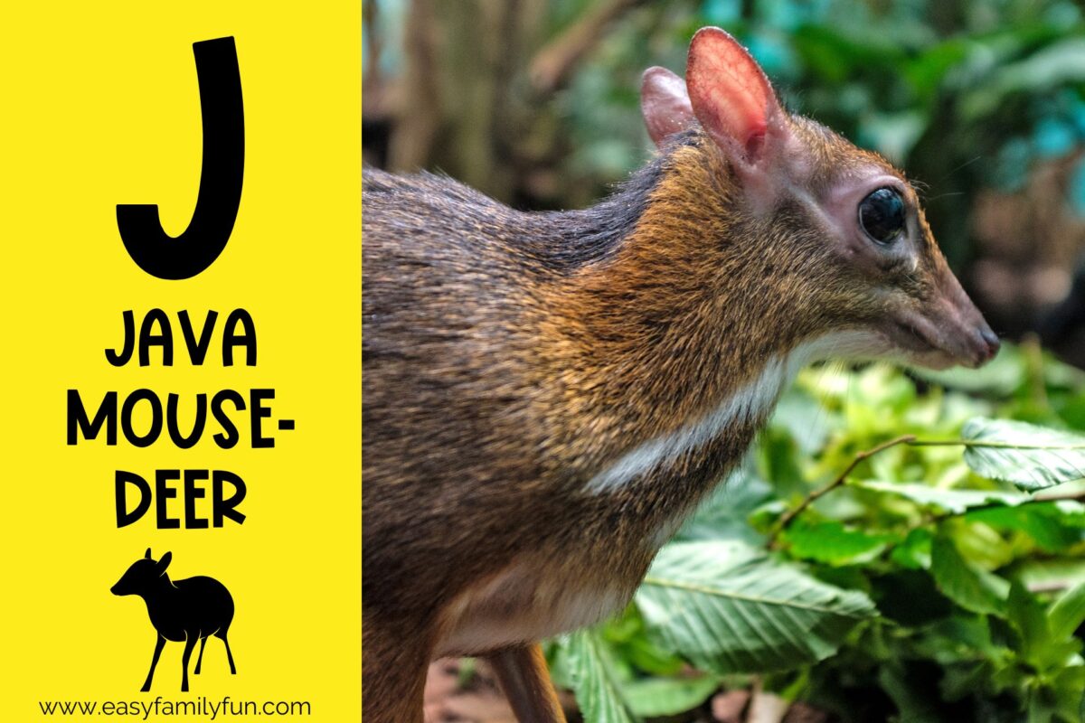 122 Exciting Animals that Begin with J