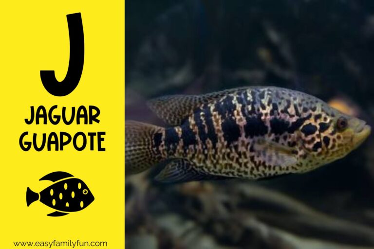 122 Exciting Animals that Begin with J