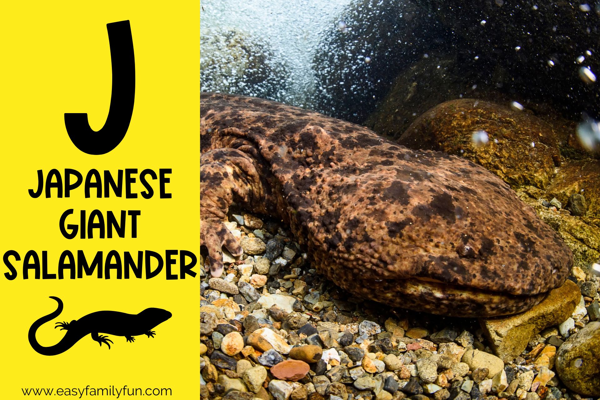 122 Exciting Animals that Begin with J