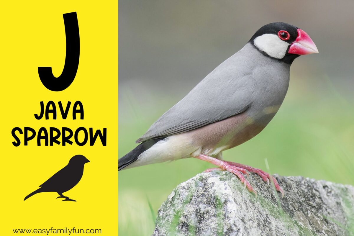 122 Exciting Animals that Begin with J