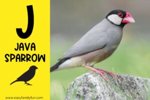 122 Exciting Animals that Begin with J