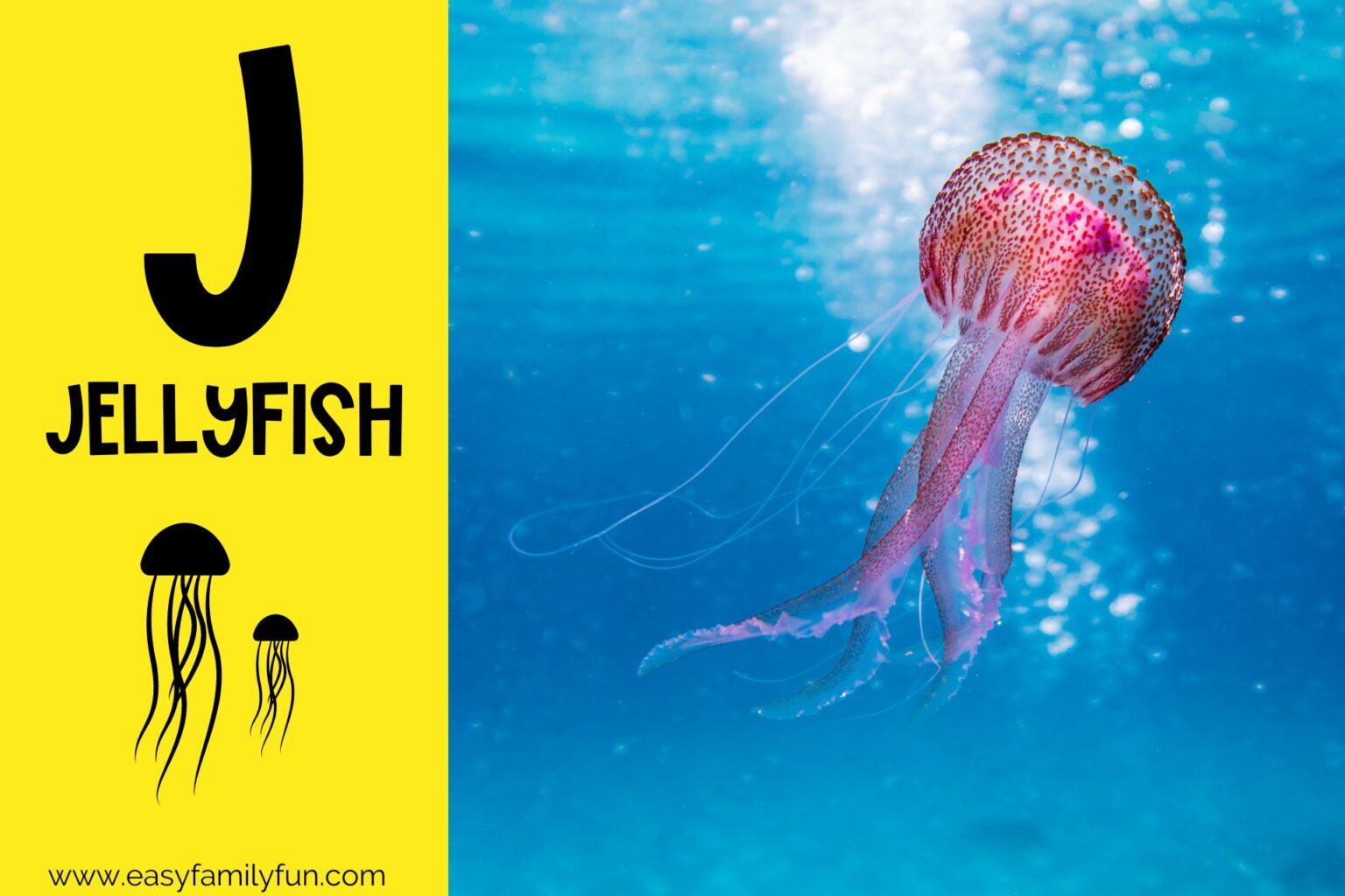 122 Exciting Animals that Begin with J