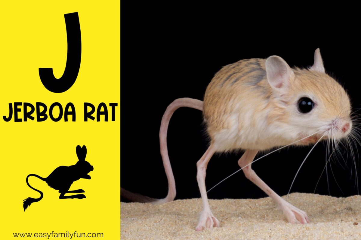 122 Exciting Animals that Begin with J