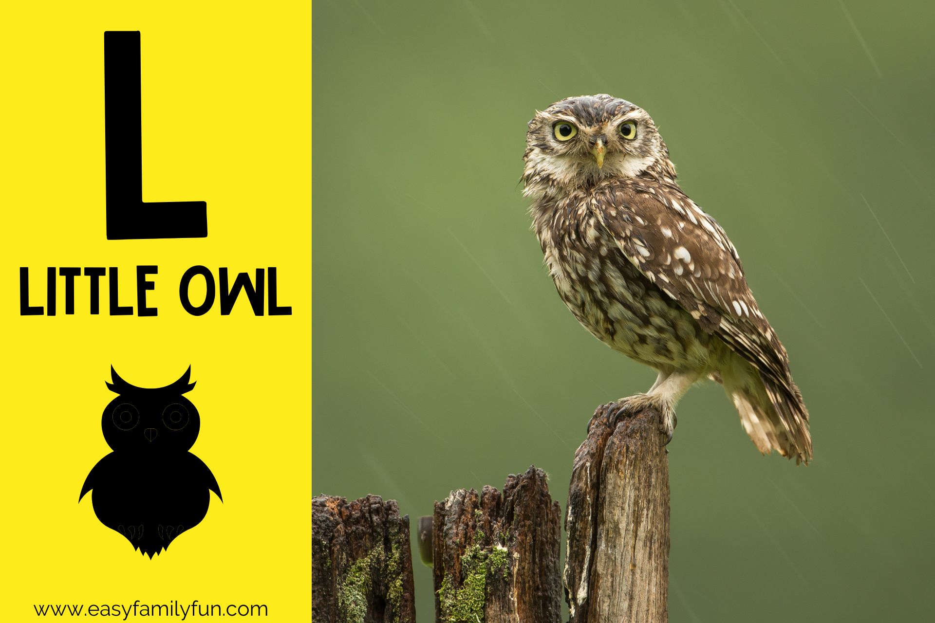 272 Captivating Animals that Begin with L